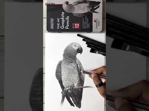 Artistic Potential | Explore a Variety of Pencils - Graphite, Charcoal, Colour, Watercolour ...